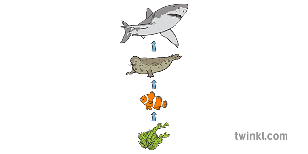 Ocean Food Chain Dibujo