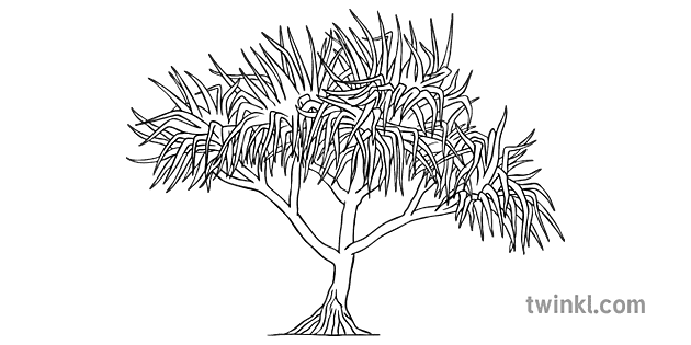 pandanus tree blanco y negro Illustration - Twinkl