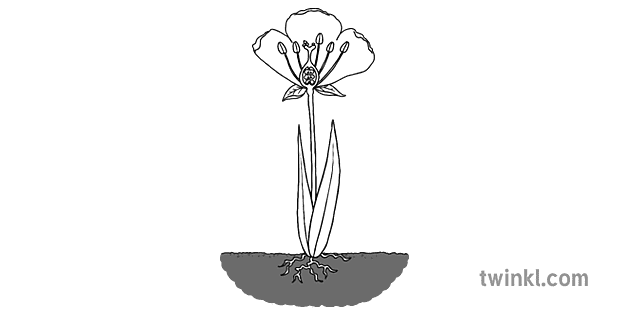 partes de una planta incluidas partes de flor blanco y negro