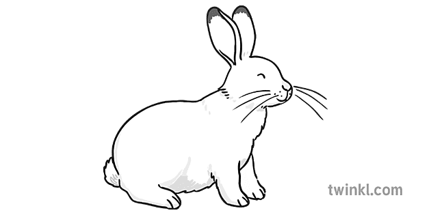 kelinci hitam putih 4 Illustration - Twinkl