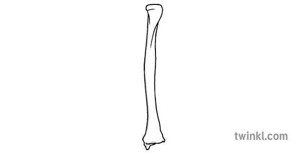 Radius Black and White Illustration - Twinkl