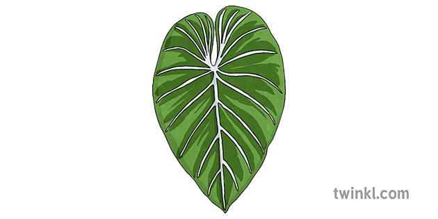 Rainforest Leaf 1 Illustration - Twinkl