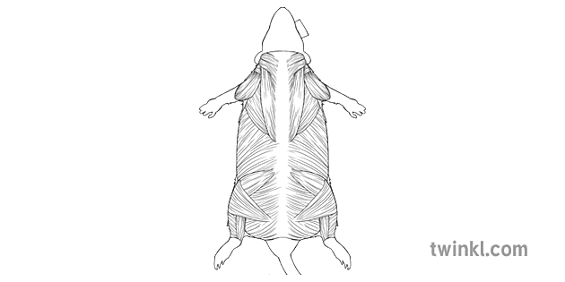 Rat Dissection Diagram Muscles Black and White Rgb Ver 1 1