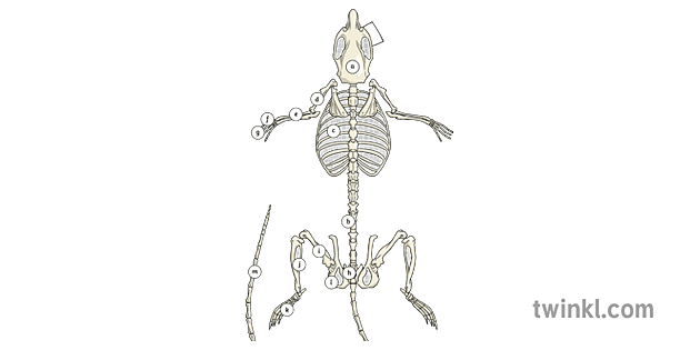diagrama de disección de rata esqueleto ver 1 - Twinkl