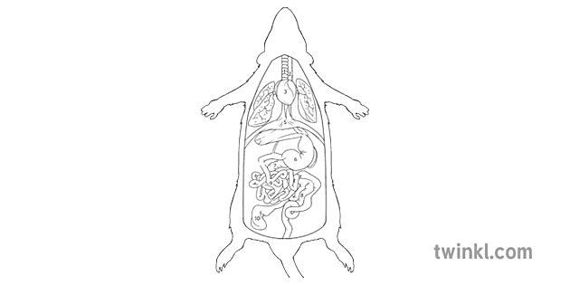 Rat Organs Dissection Thoracic Anatomy Abdominal Respiratory Digestive ...