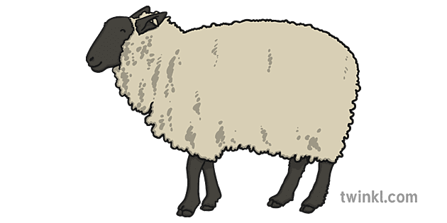 Sheep Illustration