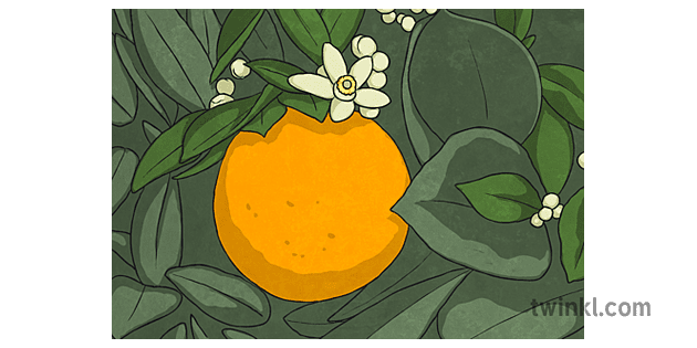 sikh creation story 6 appelsiner Illustration - Twinkl