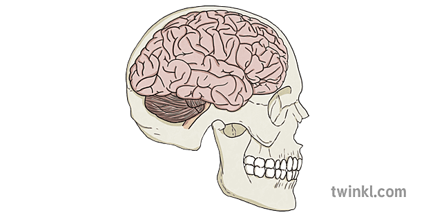 cranium protegens cerebrum ver 1 Illustration - Twinkl