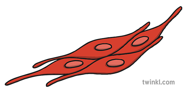 tecido muscular liso Illustration - Twinkl