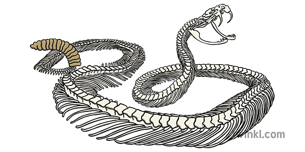 esqueleto de serpiente Illustration