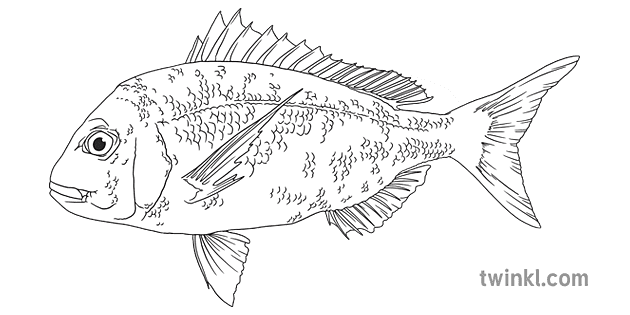 snapper black and white rgb ver 1 Illustration - Twinkl