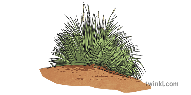 Spinifex Grass Illustration - Twinkl