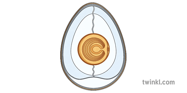 Structure of an Egg Illustration - Twinkl