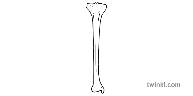 tibia blanco y negro Illustration - Twinkl