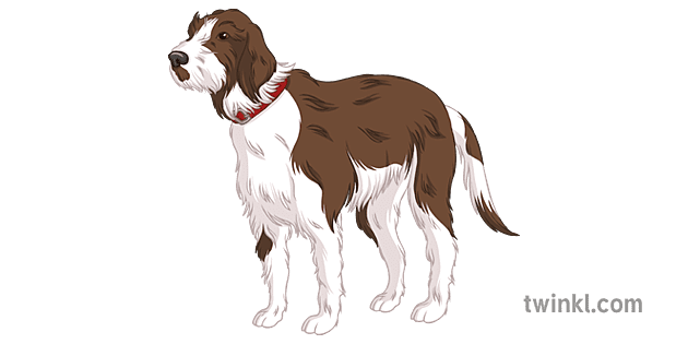 What is a Dog? | Teaching Wiki | Twinkl USA - Twinkl