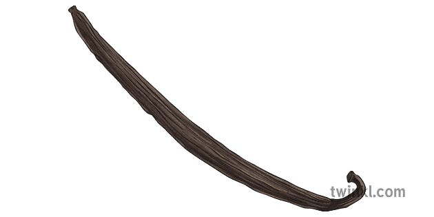 Vanilla Pod Illustration - Twinkl
