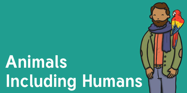 Lesson Plans For Science | Year 2 Animals Including Humans