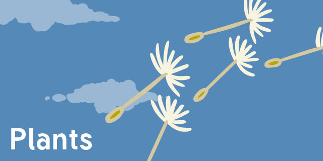 STEM Plant Lesson Plans And Resources | KS2 Science | Year 3