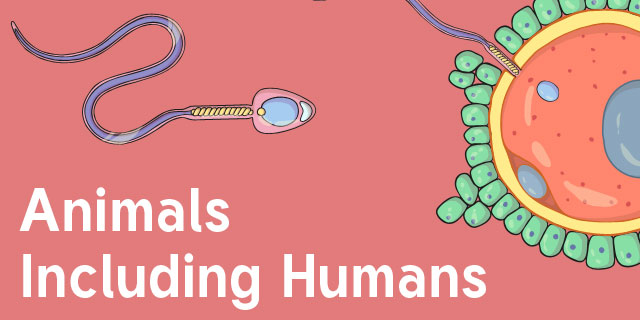 Year 5 Science | Teaching Resources & Lesson Plans