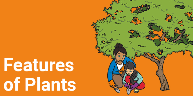 Year 1 Science Lesson Plans for the Australian Curriculum