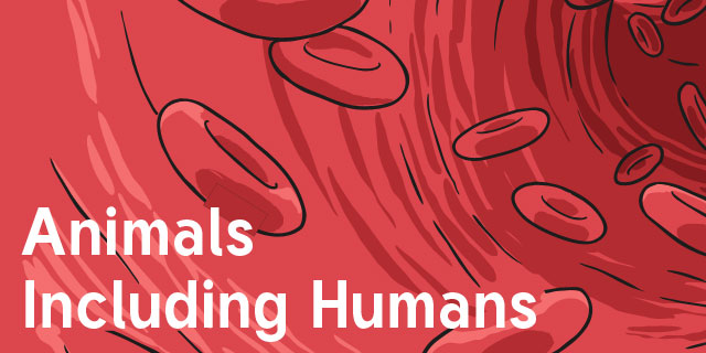 Y6 Animals including humans Primary Resources - Science Y6 Primar