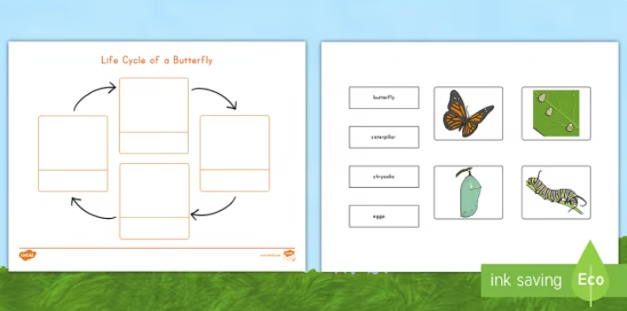 What Do Butterflies Eat? Teaching Wiki - Twinkl