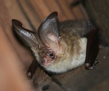 What is a Bat? – Bat Facts for Kids – Twinkl USA