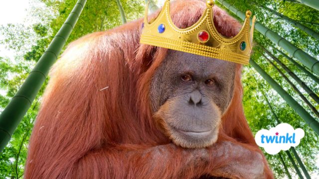 Five Kingdoms of Living Things | Animal Classification