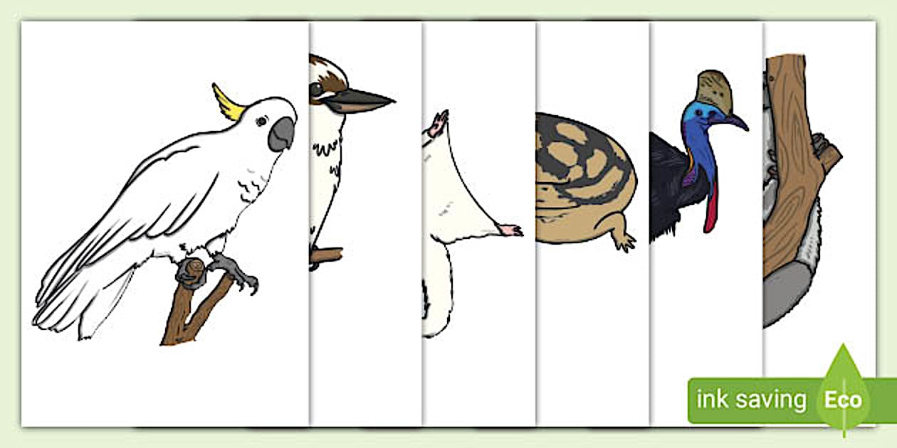 Black and White Australian Animals Editable - Twinkl