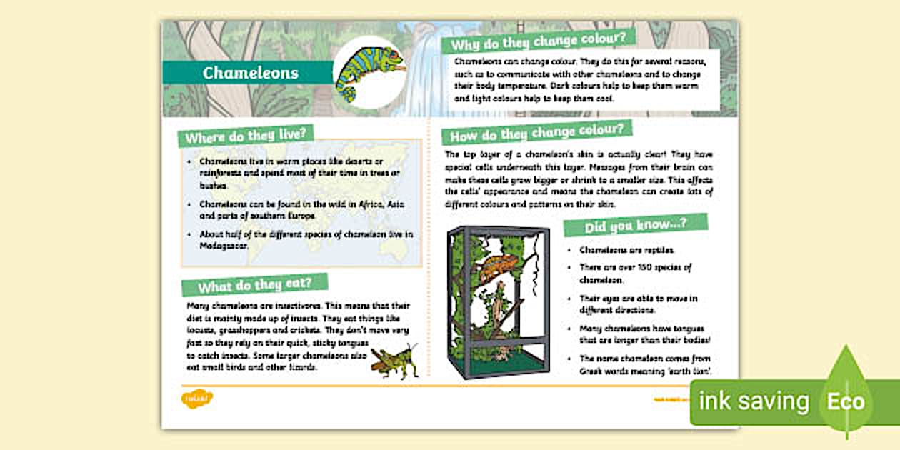 KS1 Chameleon Fact File (teacher made) - Twinkl