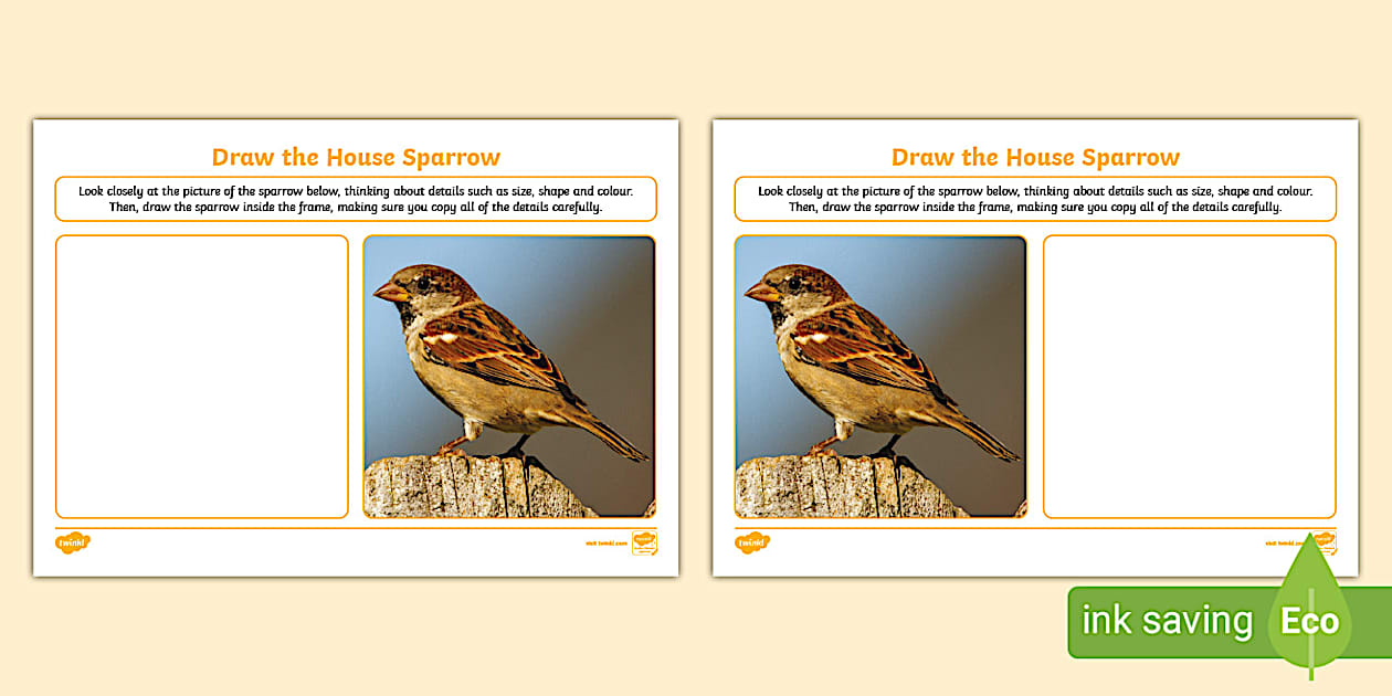 Draw the House Sparrow Art Activity (Teacher-Made) - Twinkl