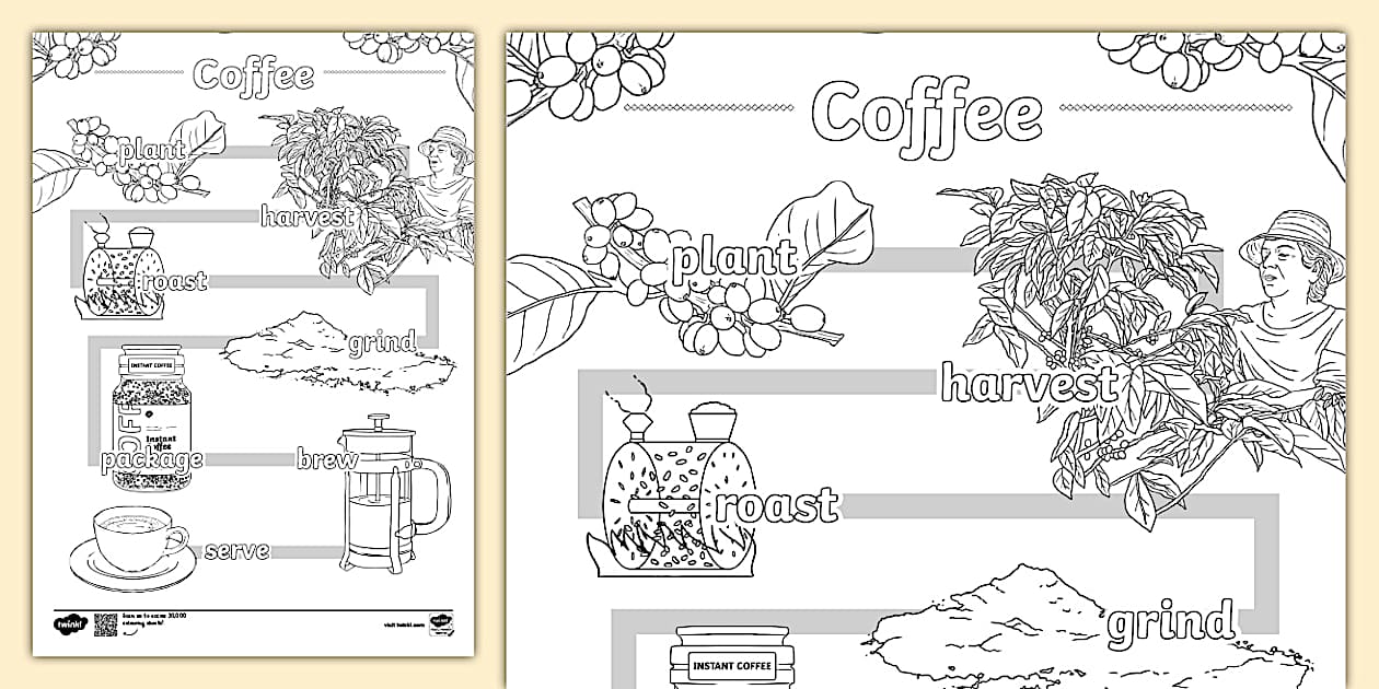 From Coffee Bean to Cup Colouring Page (teacher made)