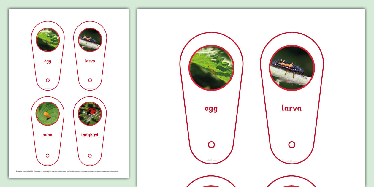 Life Cycle of a Ladybird Fan (teacher made) - Twinkl