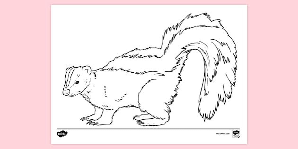 Baby Skunk Colouring Sheet | Colouring Sheets - Twinkl