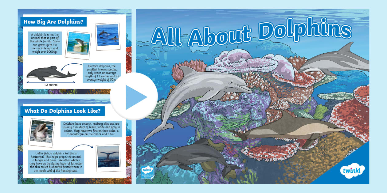 All About Dolphins PowerPoint (teacher made) - Twinkl
