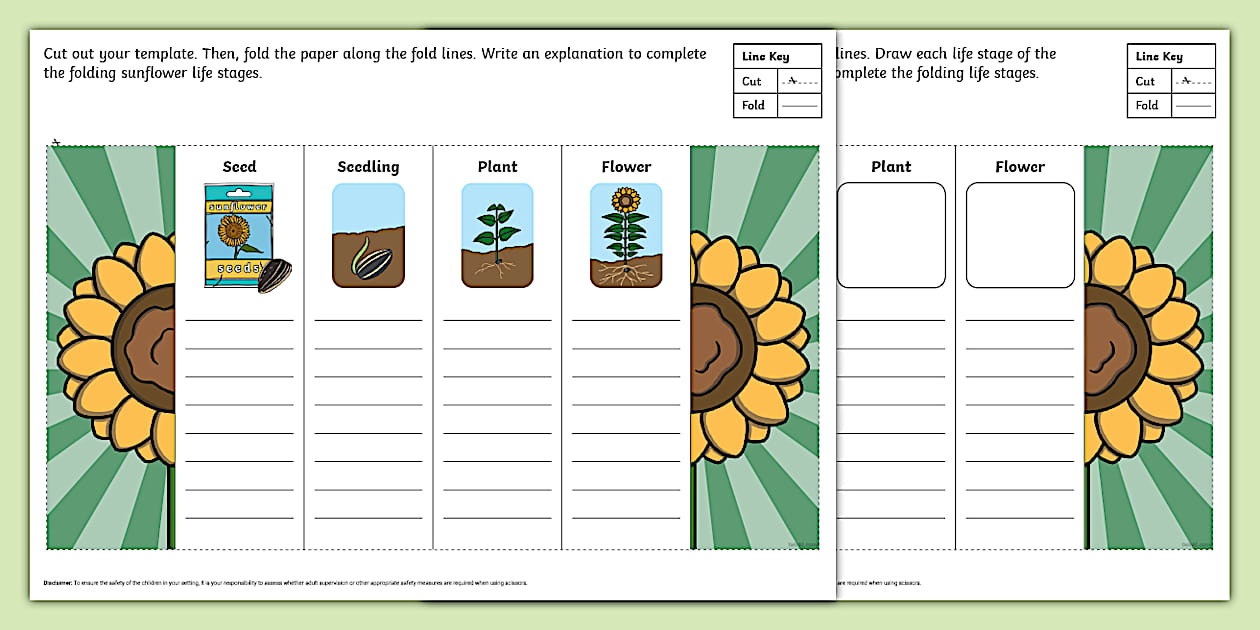 Sunflower Folding Life Stages Template - Twinkl