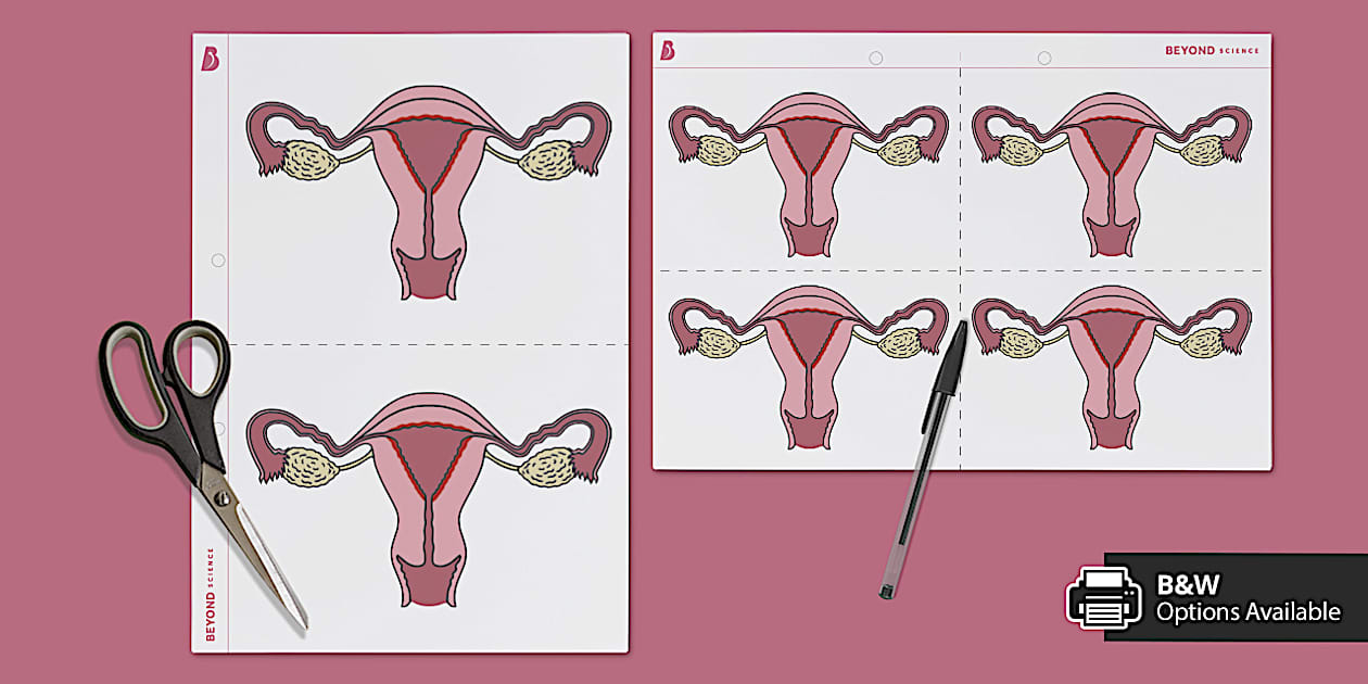 The Female Reproductive System Illustration - Twinkl