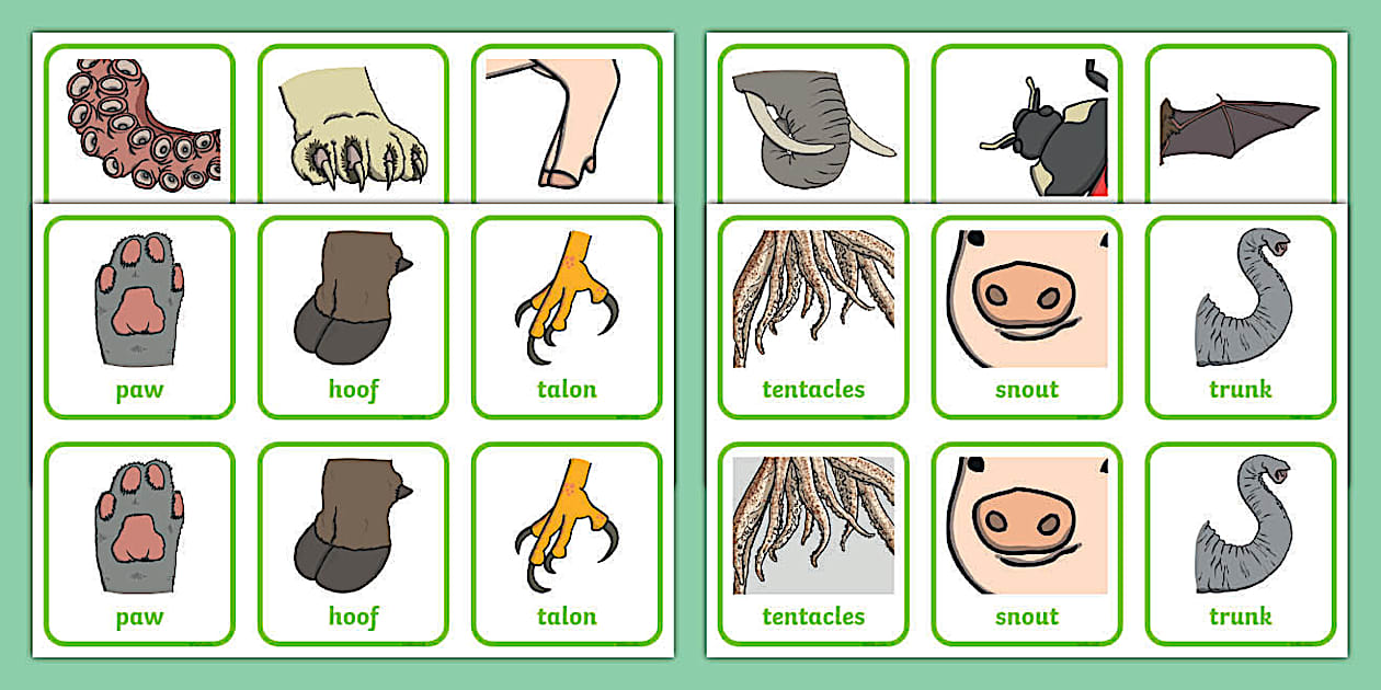 Animal Body Parts Memory Game (teacher made) - Twinkl