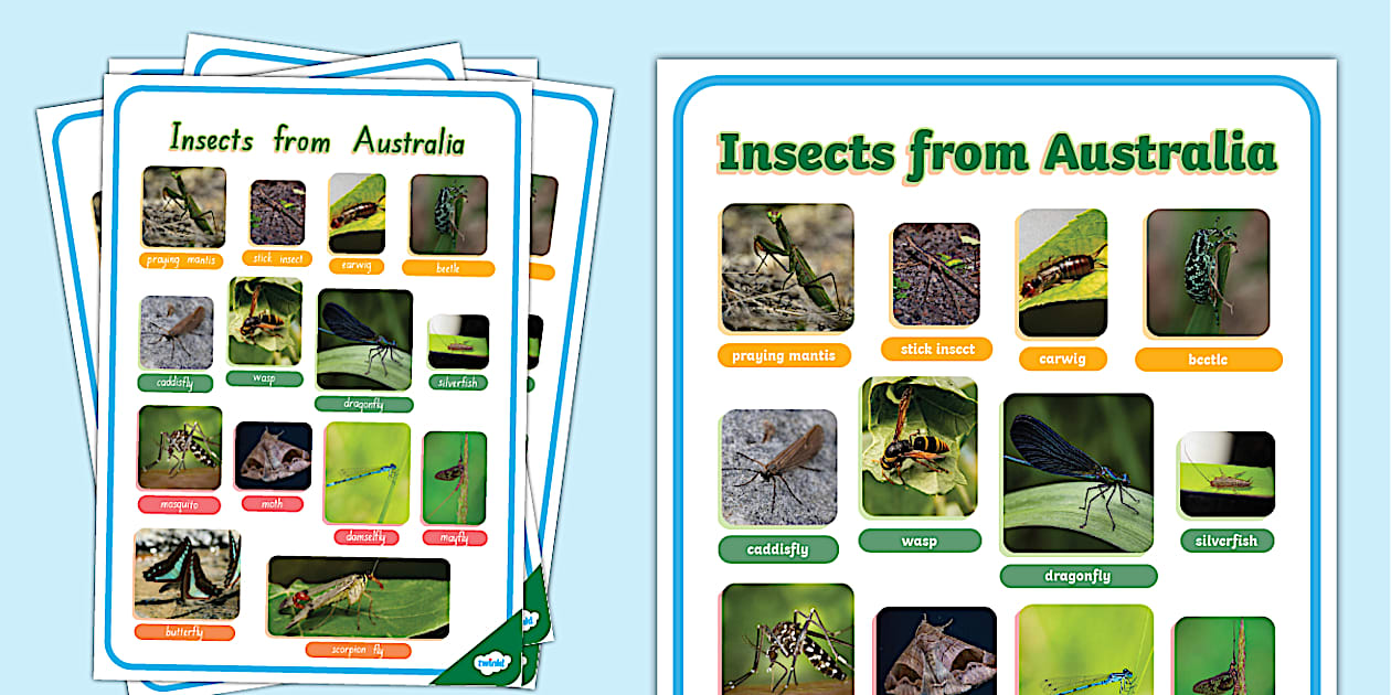 Australian Insects Photo Display Poster - Twinkl
