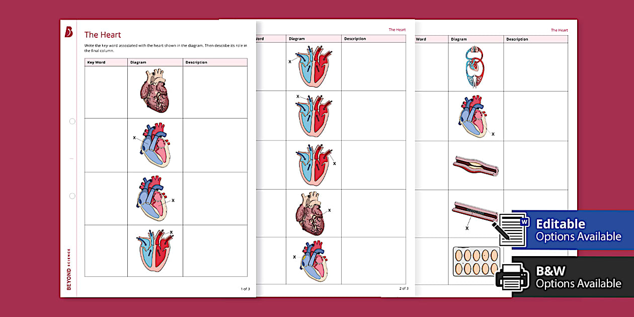 Parts of the Heart Worksheet (teacher made) - Twinkl