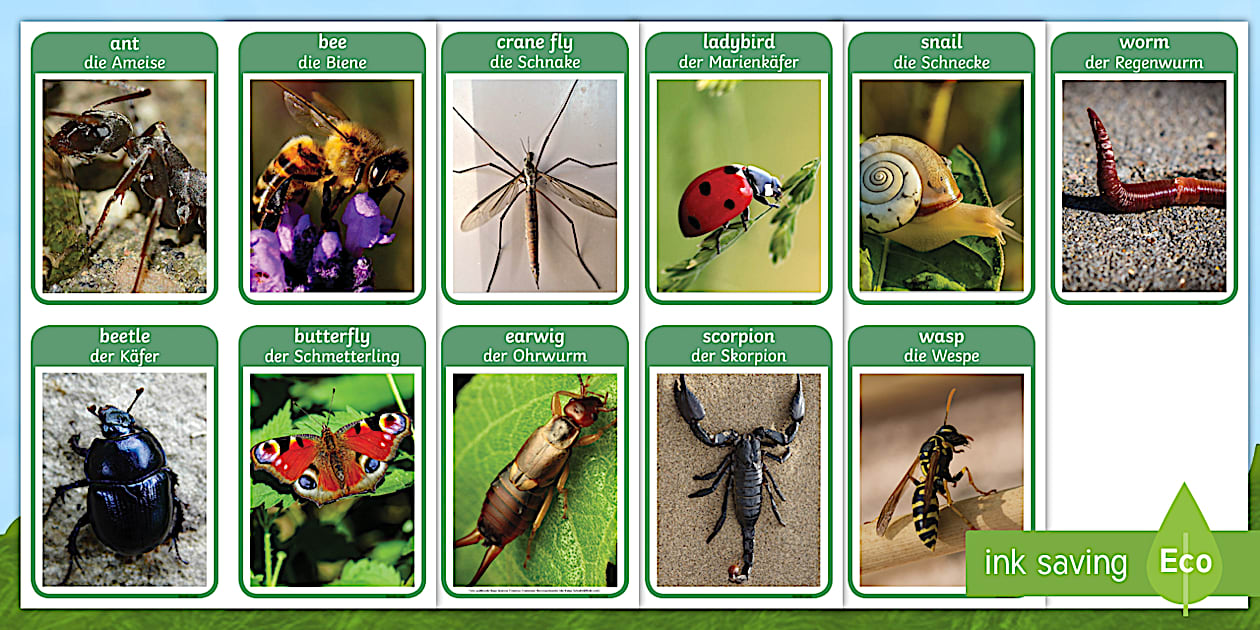 Editable Minibeasts Photo Flashcards English/German - Twinkl
