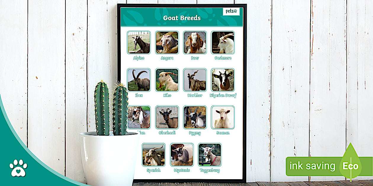 Goat Breeds Poster - Display - Twinkl Pets (teacher made)