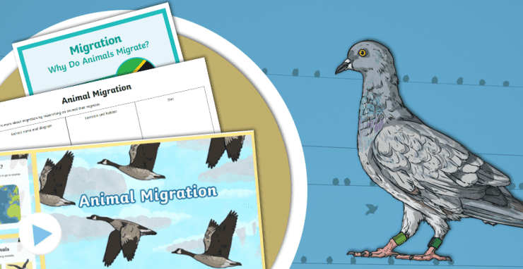 World Migratory Bird Day - Event Information & Resources