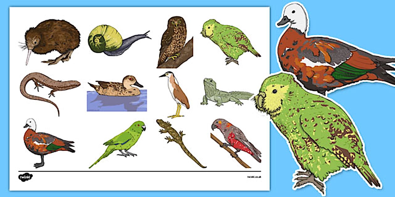 New Zealand Animals Display Cut Outs (teacher made) - Twinkl