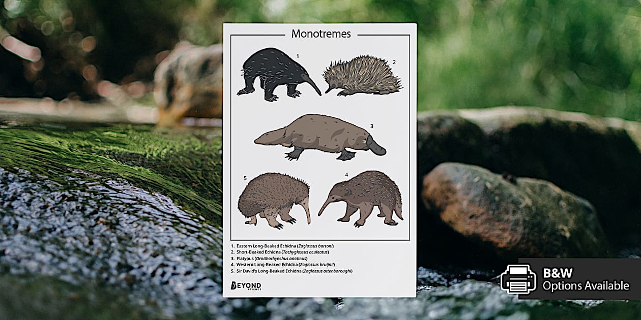 Monotremes Display Poster | KS3 Biology Displays | Beyond