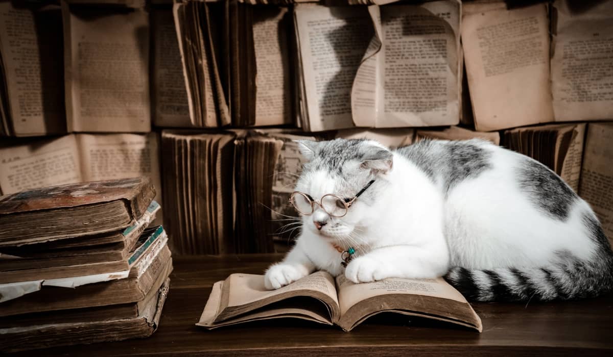 Library in US Forgiving Fines When Shown Cat Photos - Twinkl NewsRoom