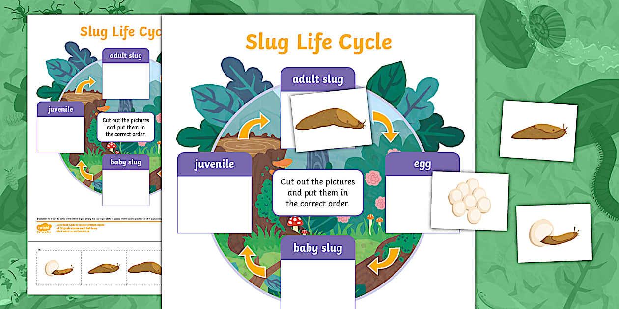The Life Cycle of a Slug Cut and Stick Worksheet | Twinkl