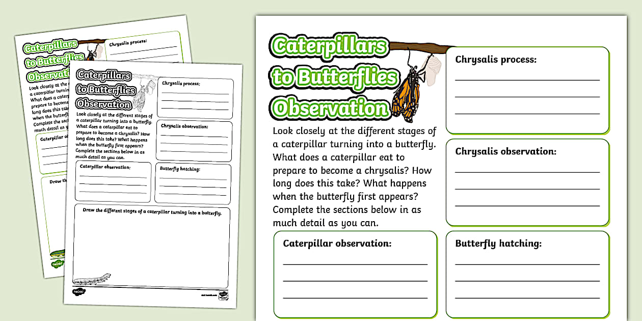 Caterpillars to Butterflies Observation Worksheet - Twinkl