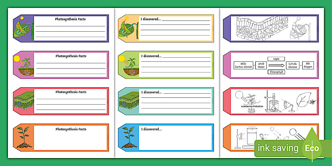 Photosynthesis Paper Chain Activity