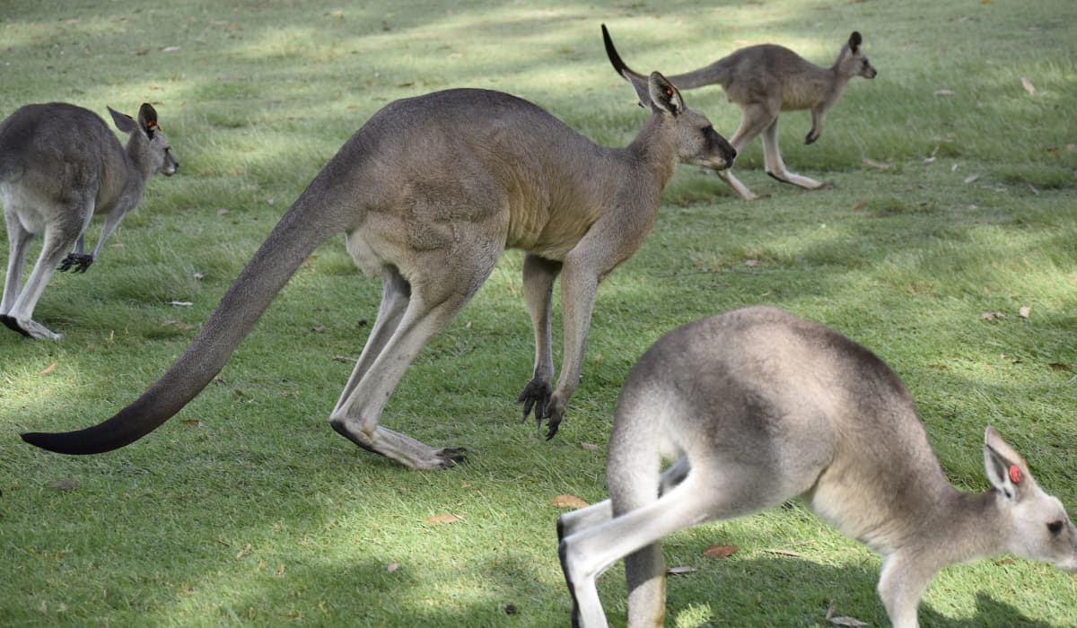 Roo Are You? - Twinkl NewsRoom - Twinkl